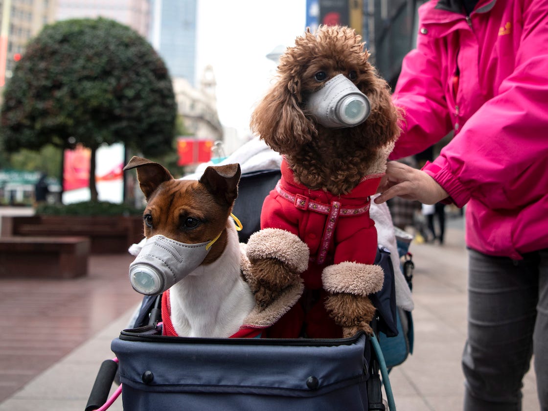 Chó mèo với con người, đâu chỉ là mối quan hệ chủ tớ! | ELLE Man